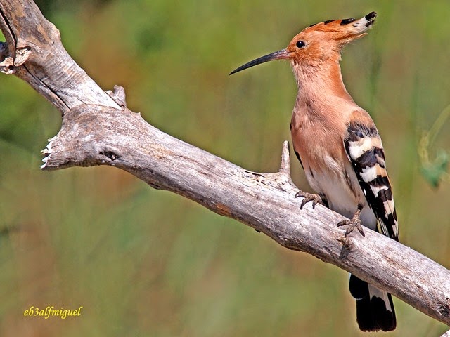Miguel fotografia: Abubilla común (upupa epops)