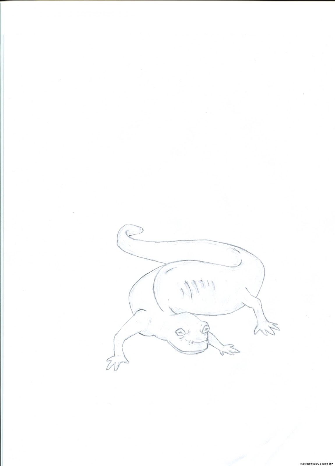 Newt Drawing | Wallpapers Gallery