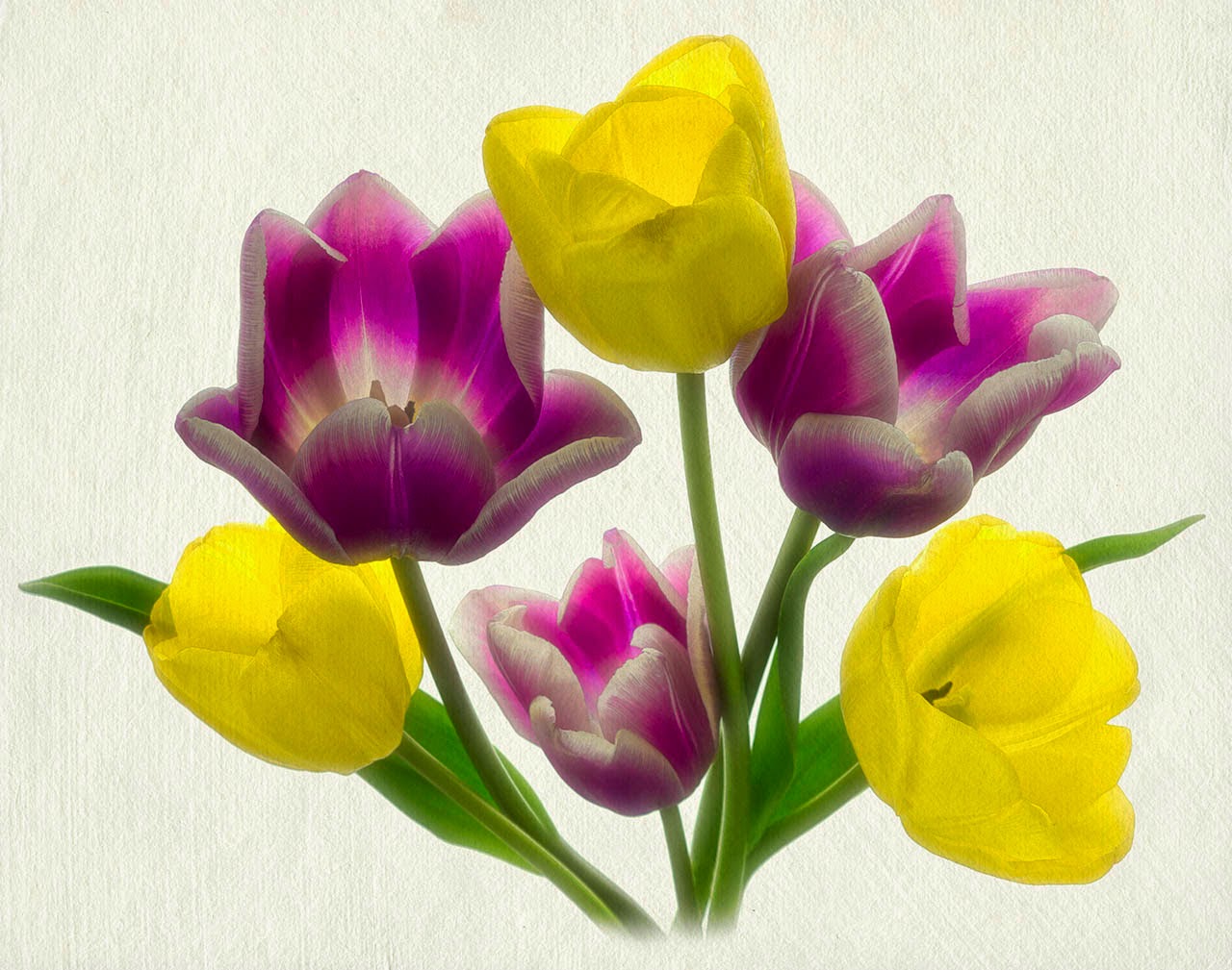 Jim Cox Photos Yellow And Purple Tulips jim-cox-photos-yellow-and-purple-tulips