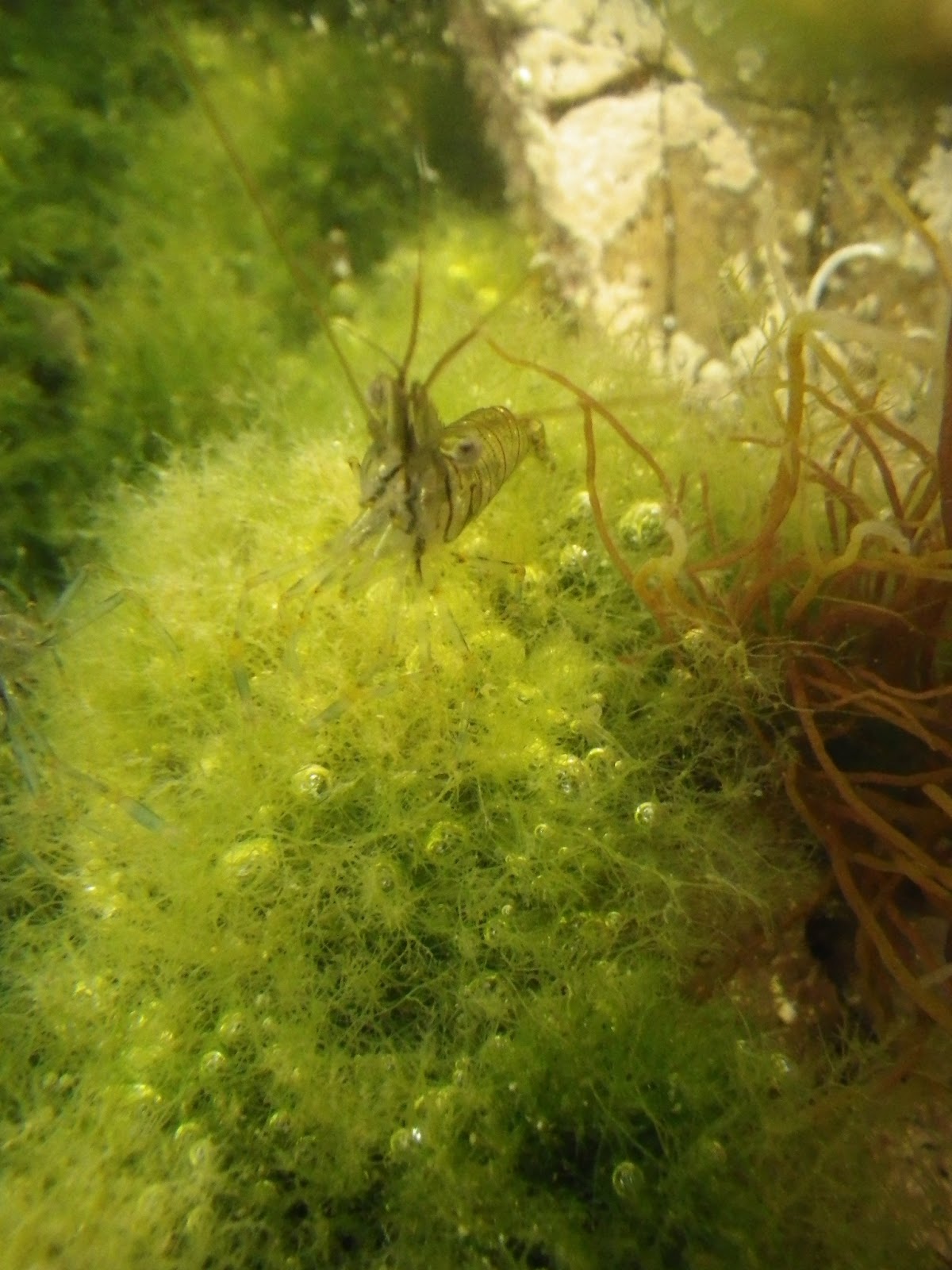 Rock Pooling: Rock Pooling destination: Mallaig, Scotland May 2013