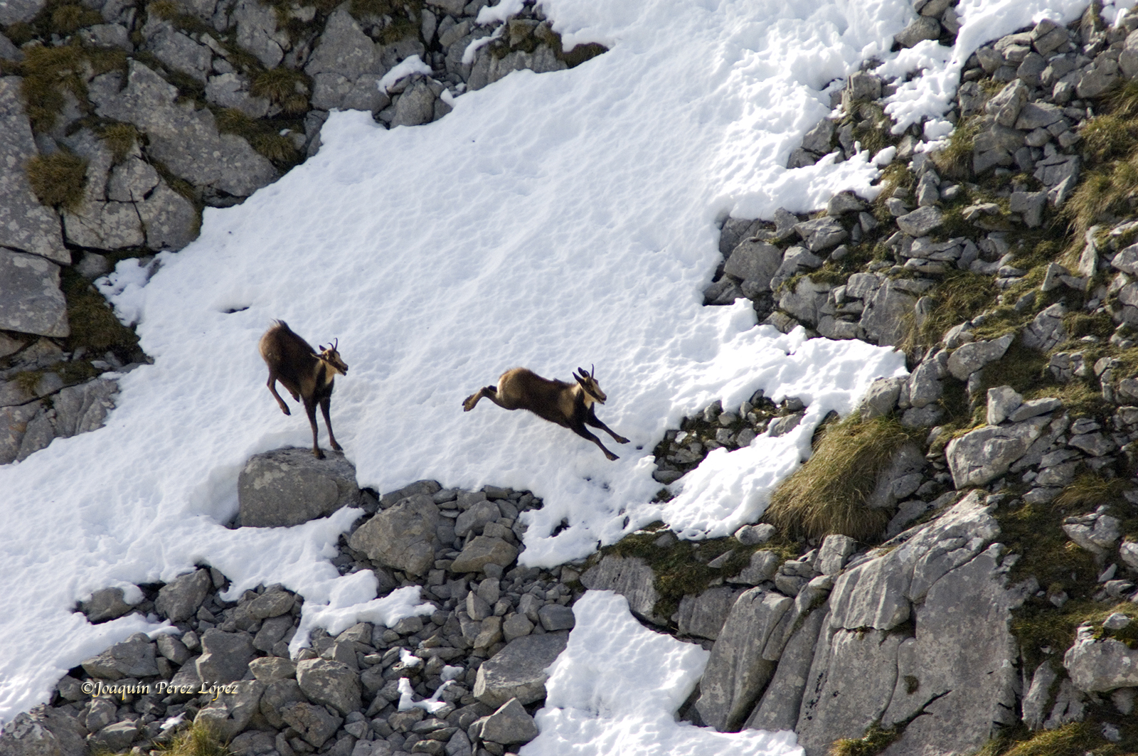 FOTO Y VIDA SALVAJE: El rebeco cantábrico (Rupicapra pyrenaica parva)