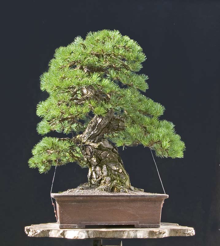 Walter Pall Bonsai Adventures: Japanese White Pine #1