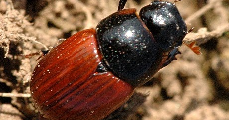 Variety of Life: Aphodiinae