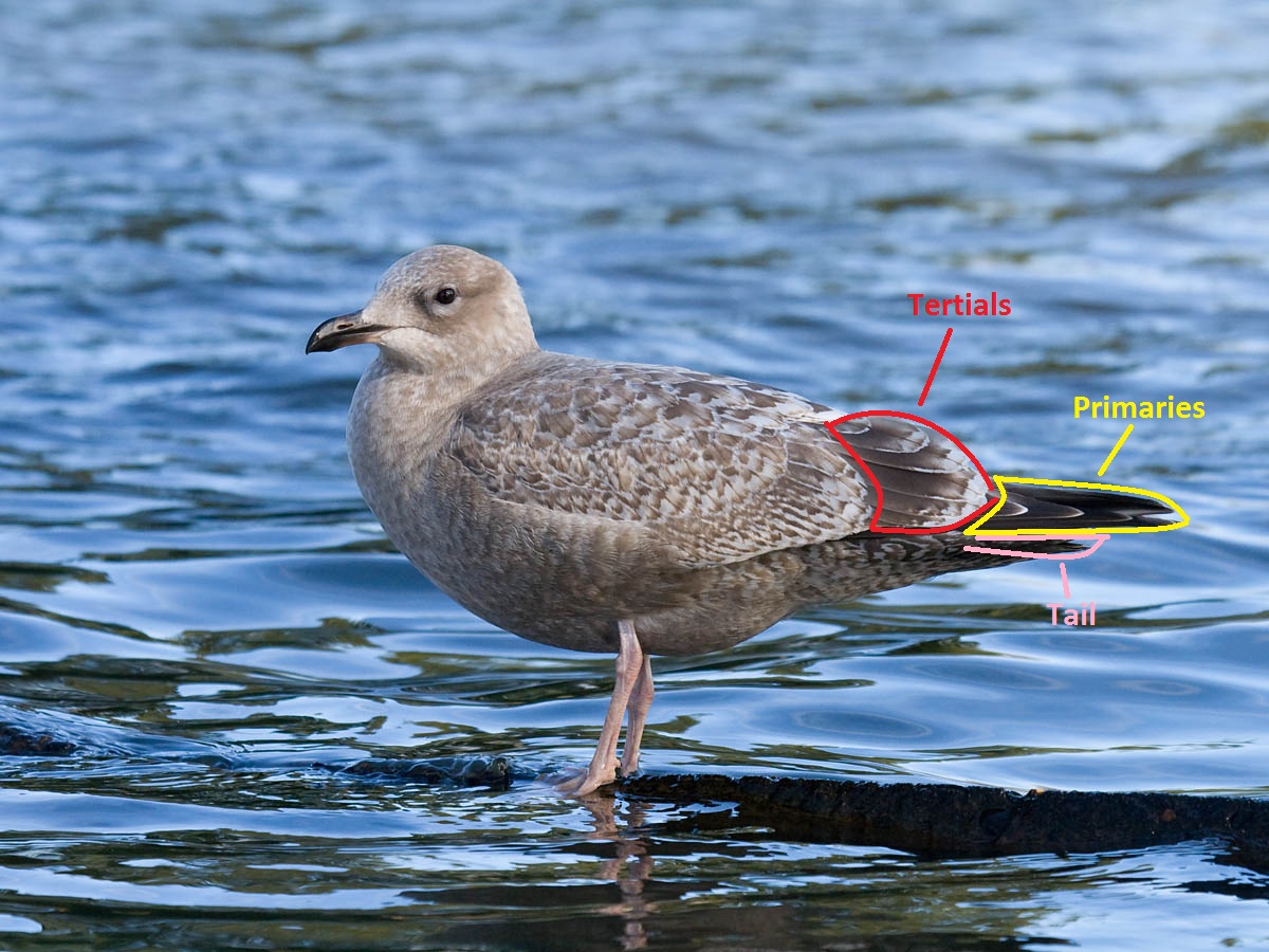 Separating first winter Thayer's Gull from "Olympic" Gull - Pacific NW ...