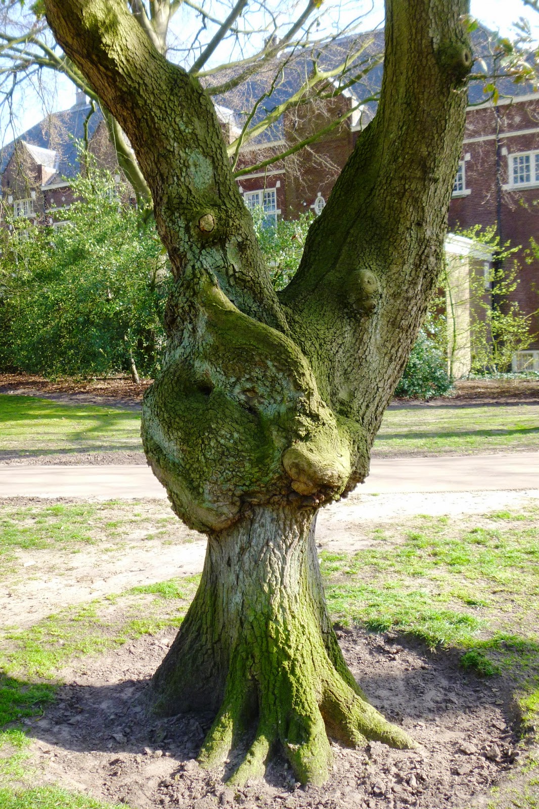 Bomenstichting Achterhoek: Wintergroene Eik