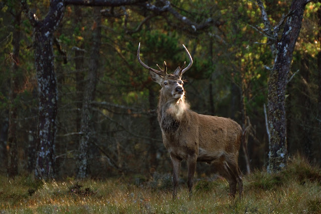 Imparare con la Geografia: 40 Il pianeta Terra - Foreste boreali ...