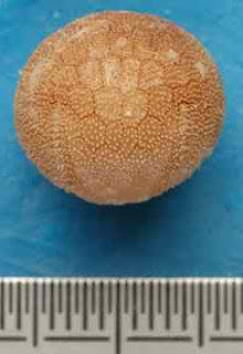 Variety of Life: Goniasteroidea