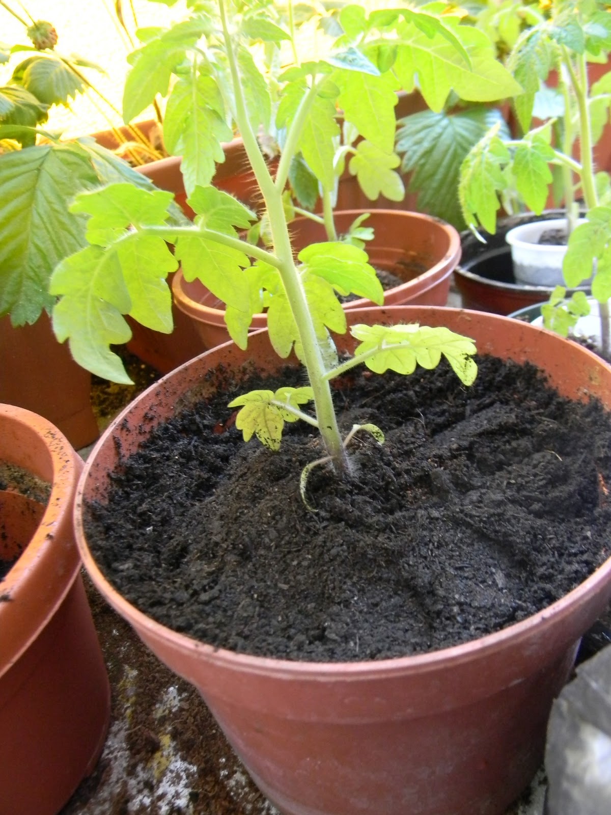 Gradina de pe balcon: mai 2015