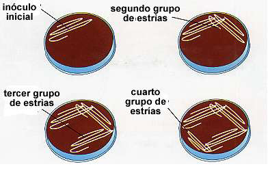 Bacteriologia: Practica 7