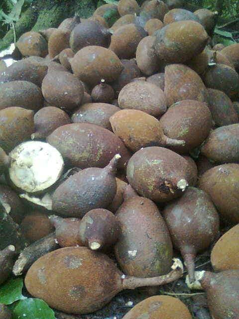 Manfaat dan bahaya Kluwek | resep ala netizen