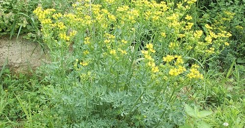 LA RUDA, MUY EFICAZ PERO USAR CON PRUDENCIA LUZGITANA