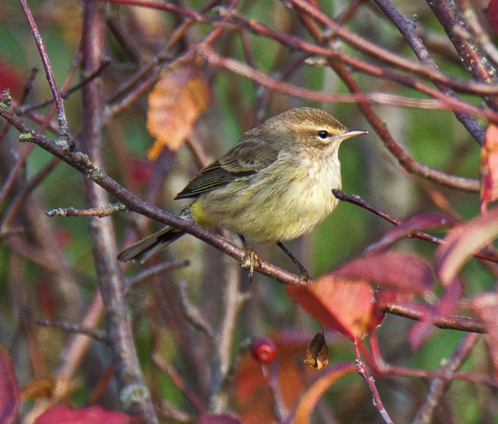 BC Rare Bird Alert: Vancouver and Area, Fraser Valley and Sea to Sky