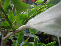 Tutorial: How to Marcot a Plant? | Korab Style