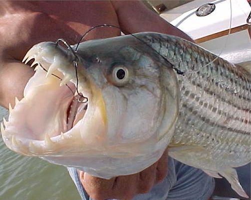 Cool Pictures: Funny crazy fish pictures Gallery new collection of 2012