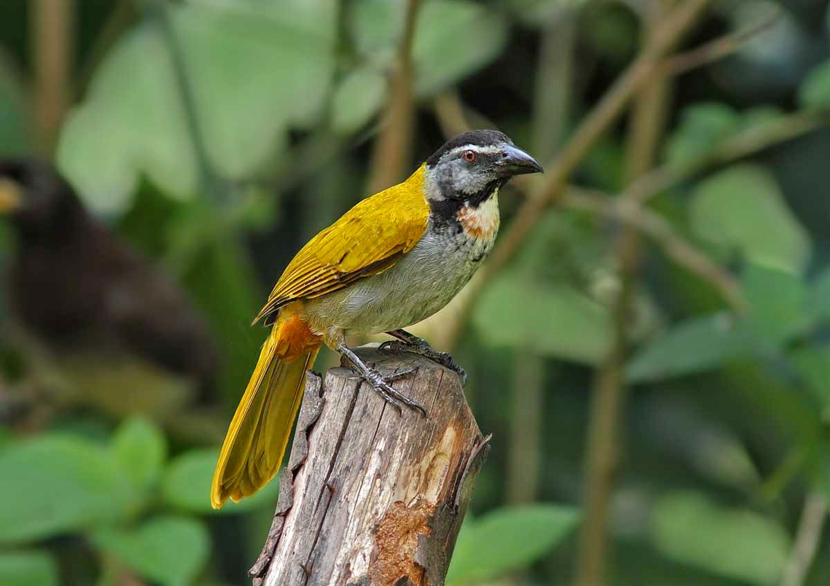 Bellas Aves de El Salvador: Saltator atriceps (chepito, saltador cabeza ...