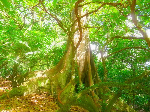 FORTEATRO-SUL: ARATACA, O FORTEATRO-SUL ESTÁ CHEGANDO!