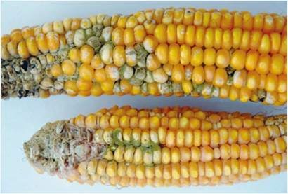 Cuaderno de salud y dietética. : Perjucios aflatoxinas y micotoxinas