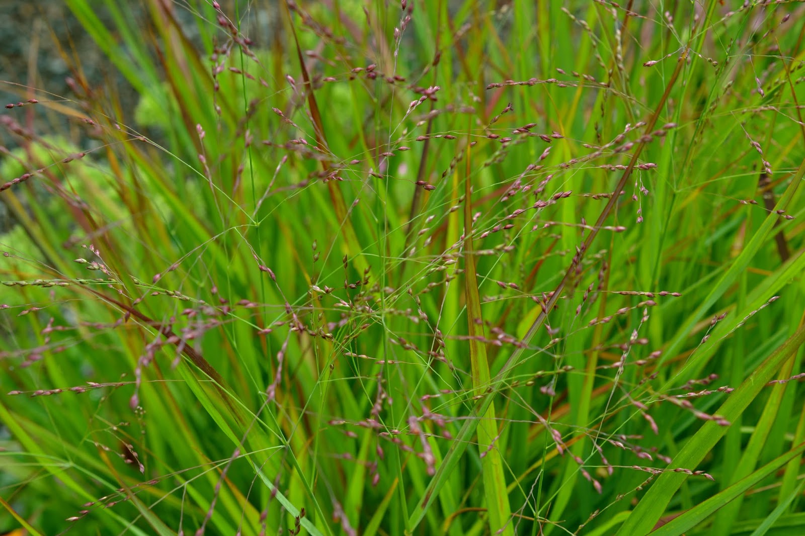Bonney Lassie: Garden Bloggers Bloom Day -- August, 2015