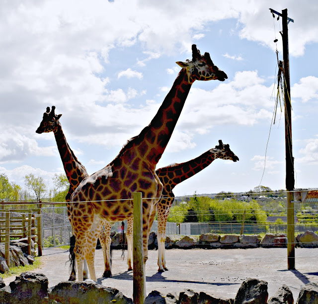 Tantrums To Smiles: Folly Farm Adventure Park and Zoo **REVIEW**