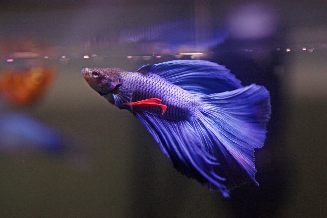 Animais de Estimação: Raça de Peixe: Betta