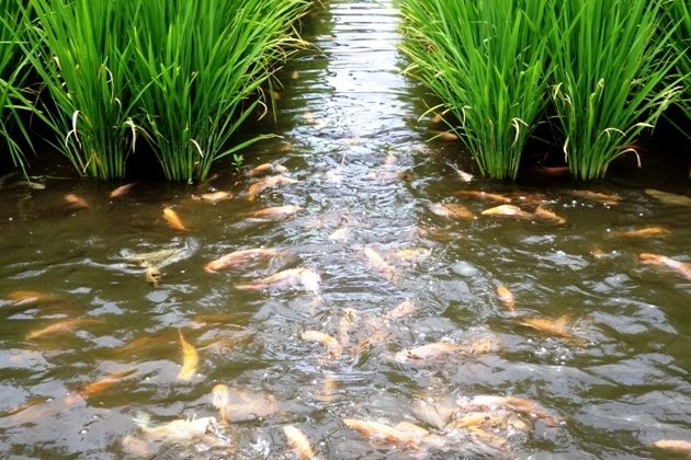 Media Penyuluhan Perikanan: MINA PADI