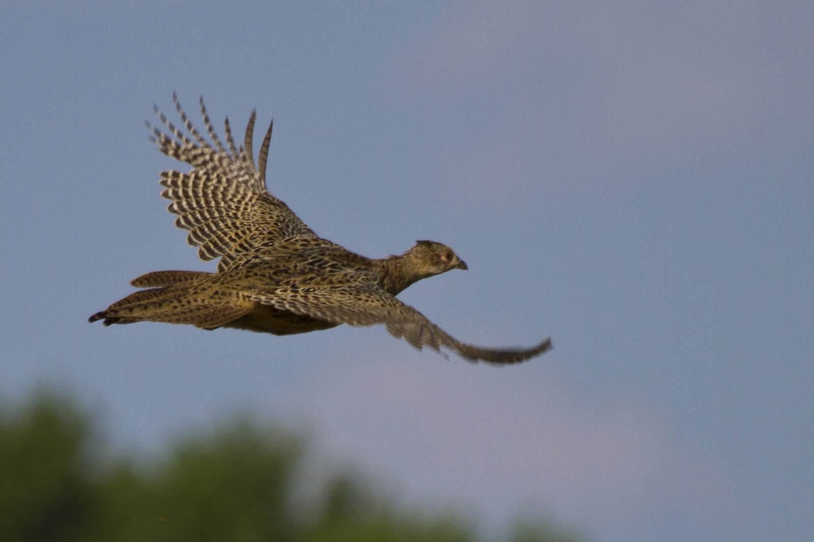 Foto naturalistiche: Fagiano femmina