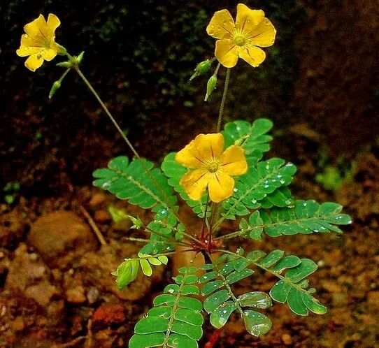 Colours of India: Biophytum(Mukkutti)
