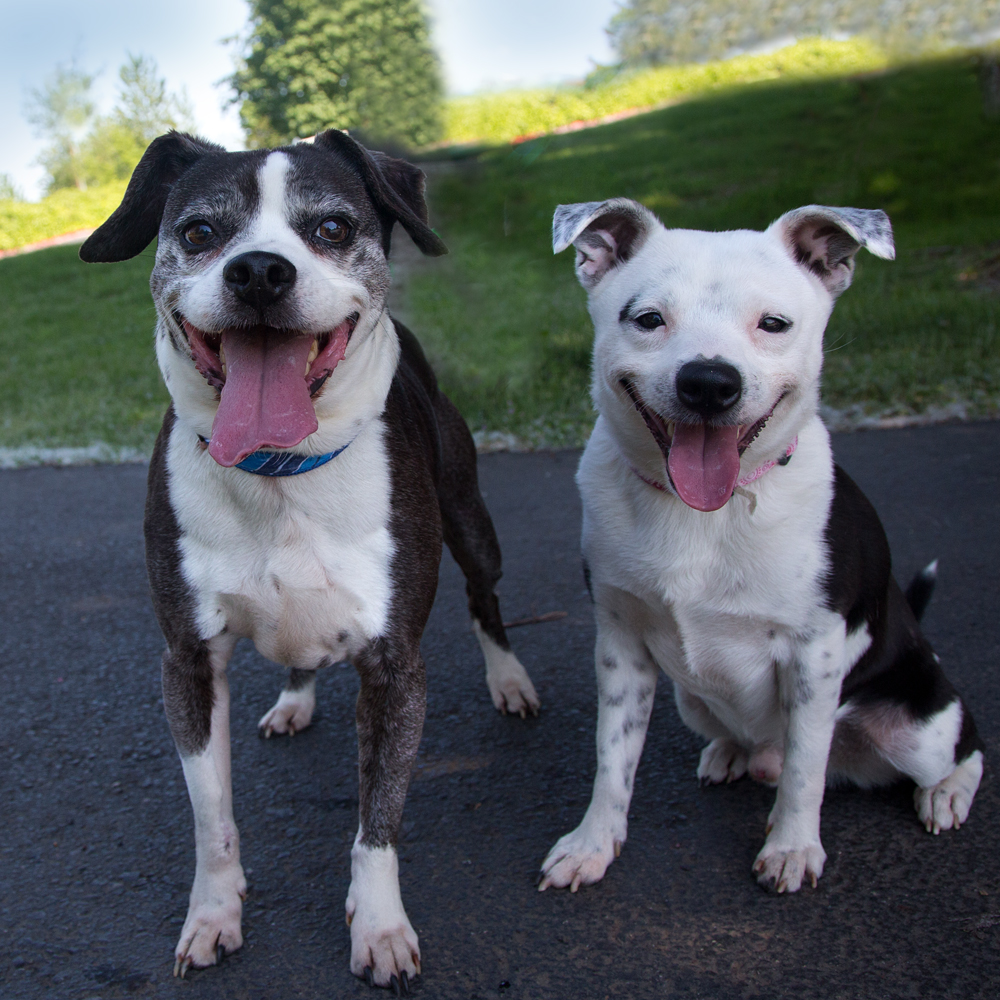 Shelter Dogs of Portland: "SHORTIE" boston/beagle mix and "SHADOW" rat ...