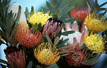 Best Flowers In The World: Protea Flowers Hawaii