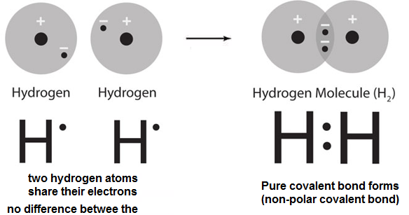 Chemistry Explained: Covalent bonds (polar covalent and pure covalent ...