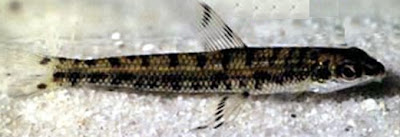 Alma d'Água: Peixes / Characiformes / Distichodontidae