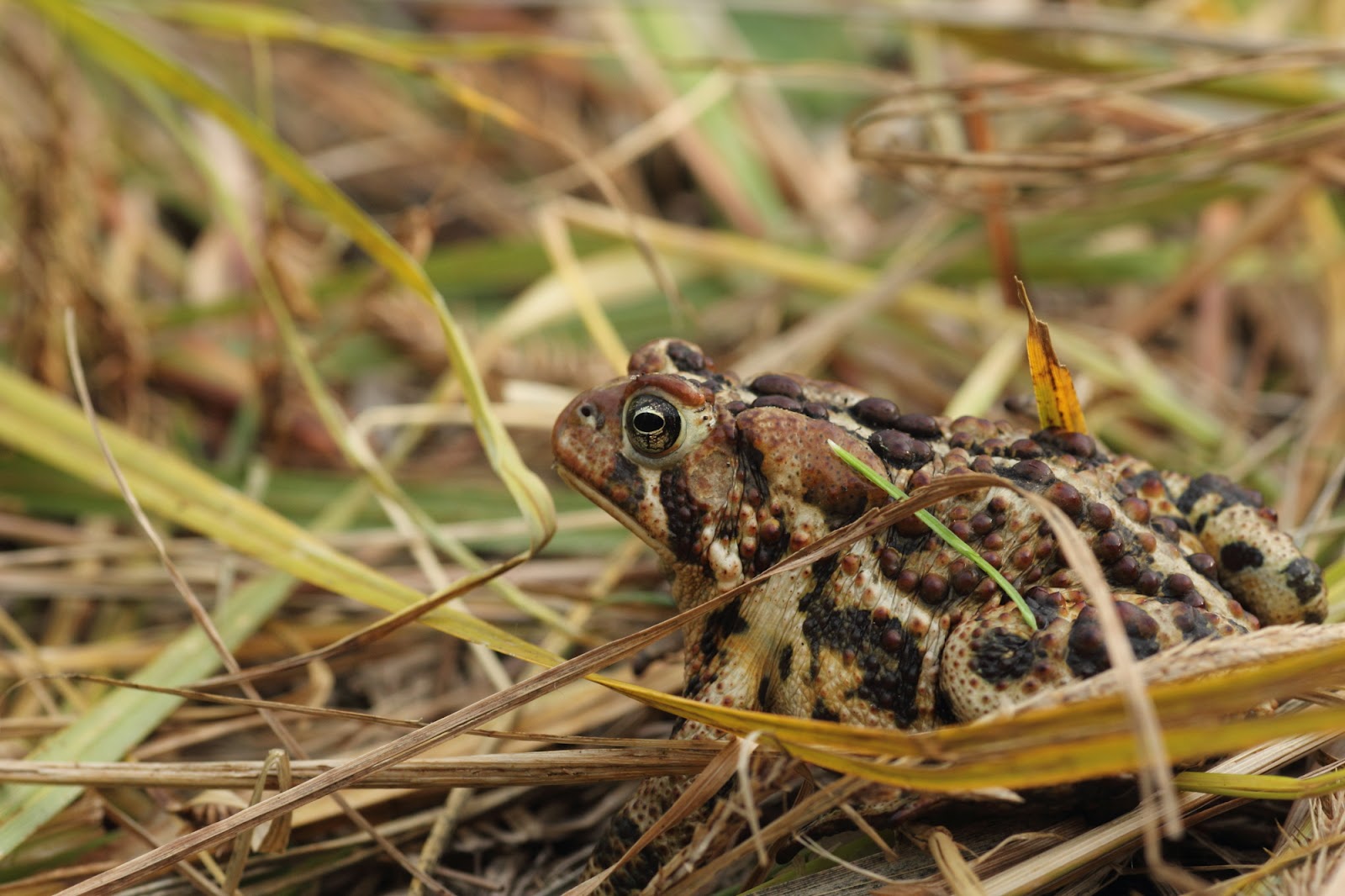 The Nomadic Naturalist: James Bay highlights