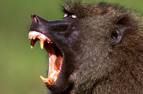 Mandriles en peligro