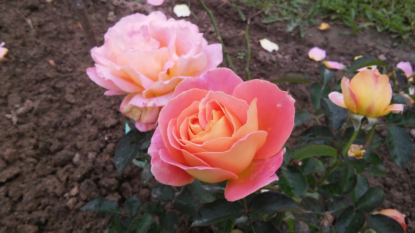 Ranczo Elma: Róża (Rosa) Alpine Sunset