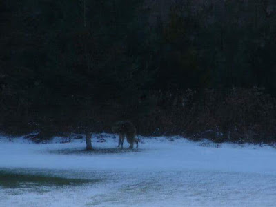 New Photo Shows Potential Dogman Creature