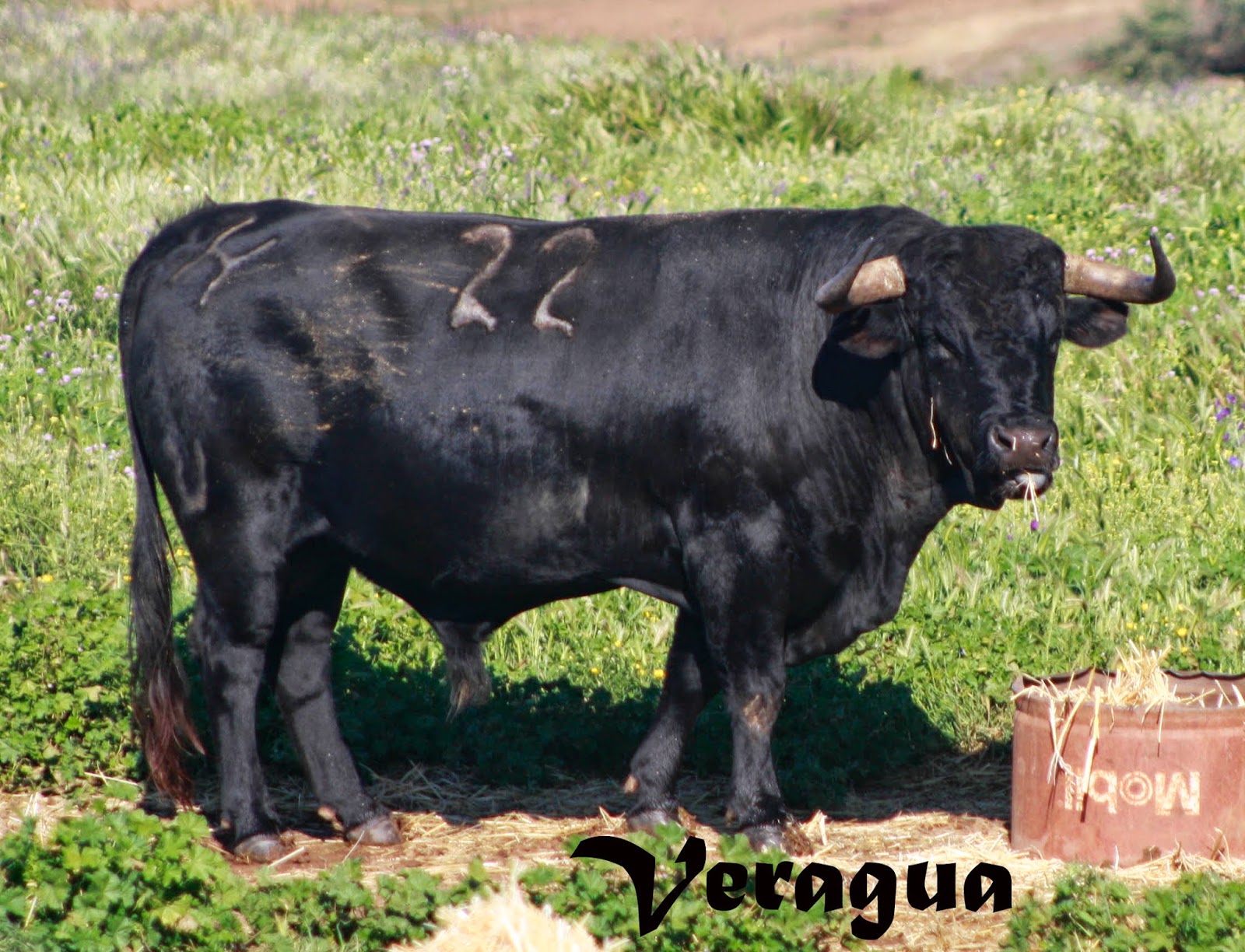 Encastes Bravos: Toros de Cuadri para la Feria de Julio de Valencia
