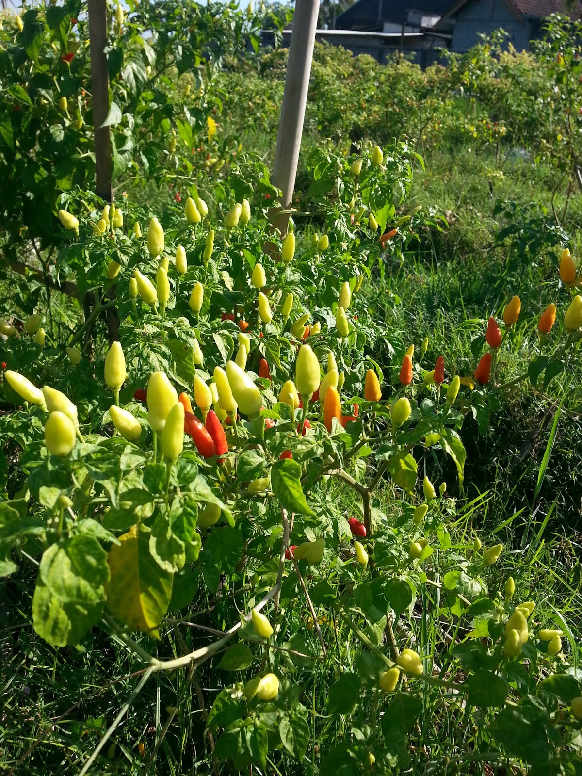 Jenis Cabe Rawit Unggul