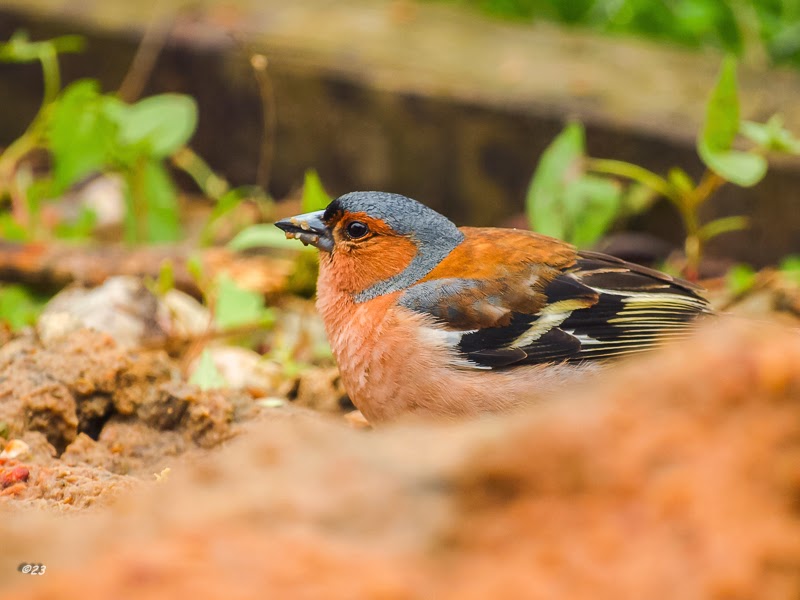 Foto: Masculul de cinteza