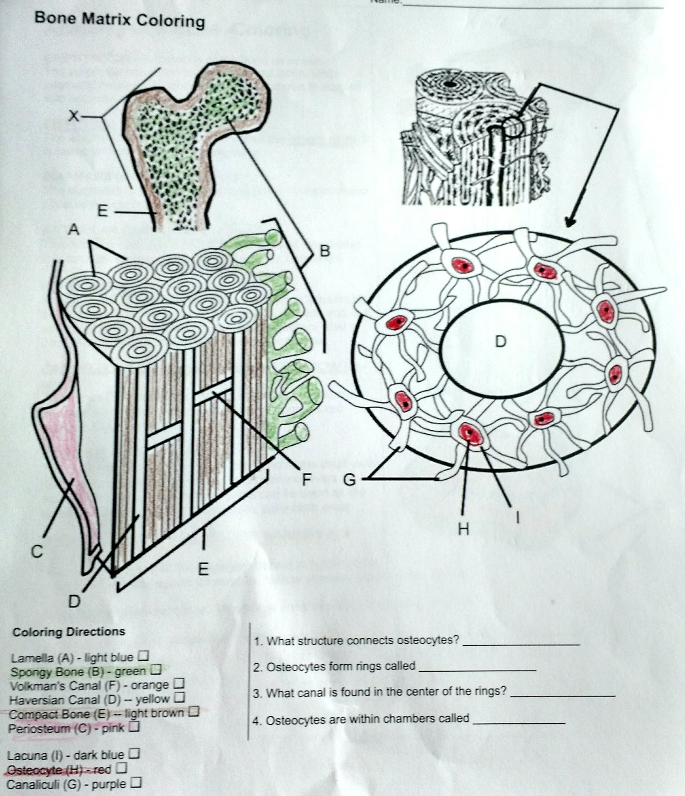 MS Anatomy: Skeletal System