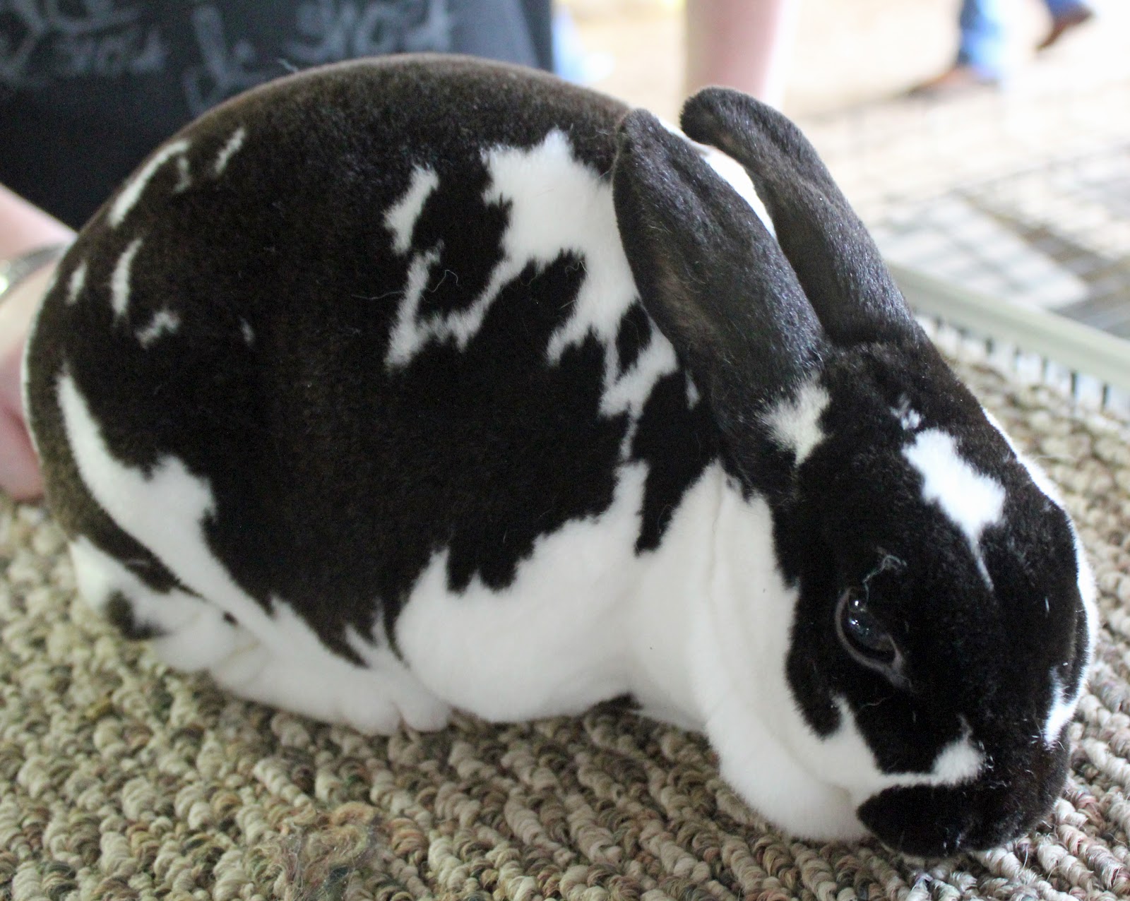 British Mini Rex Club: March 2012