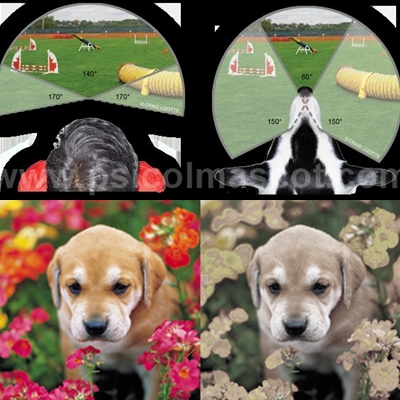 PSICOLMASCOT: La Vista del Perro, Cómo ve un perro?