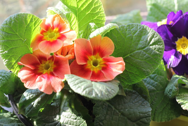 Aiken House & Gardens: Indoor Spring Garden