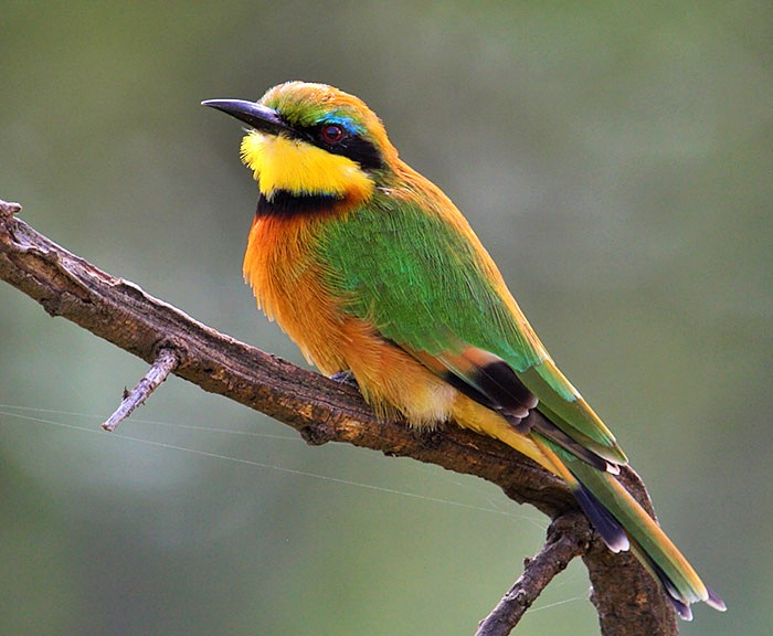 THE BIRDS: SOUTH COAST, KZN