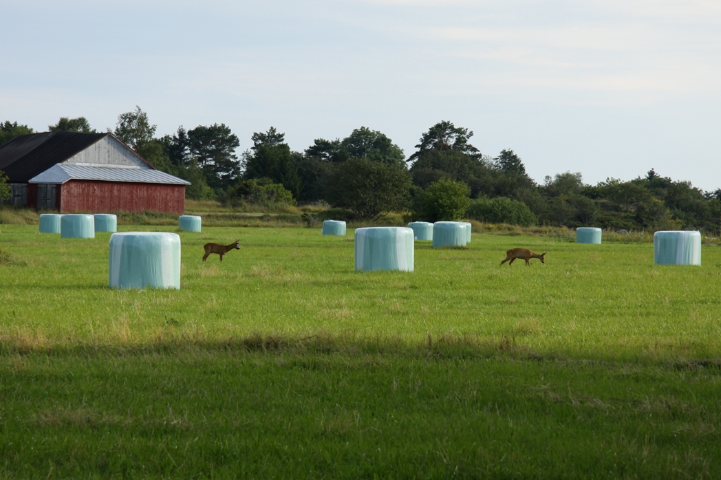 Matkalla merenneidoksi: Seglinge on lumoava!