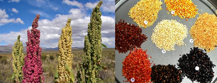 estreptociencia: QUINOA-QUINUA