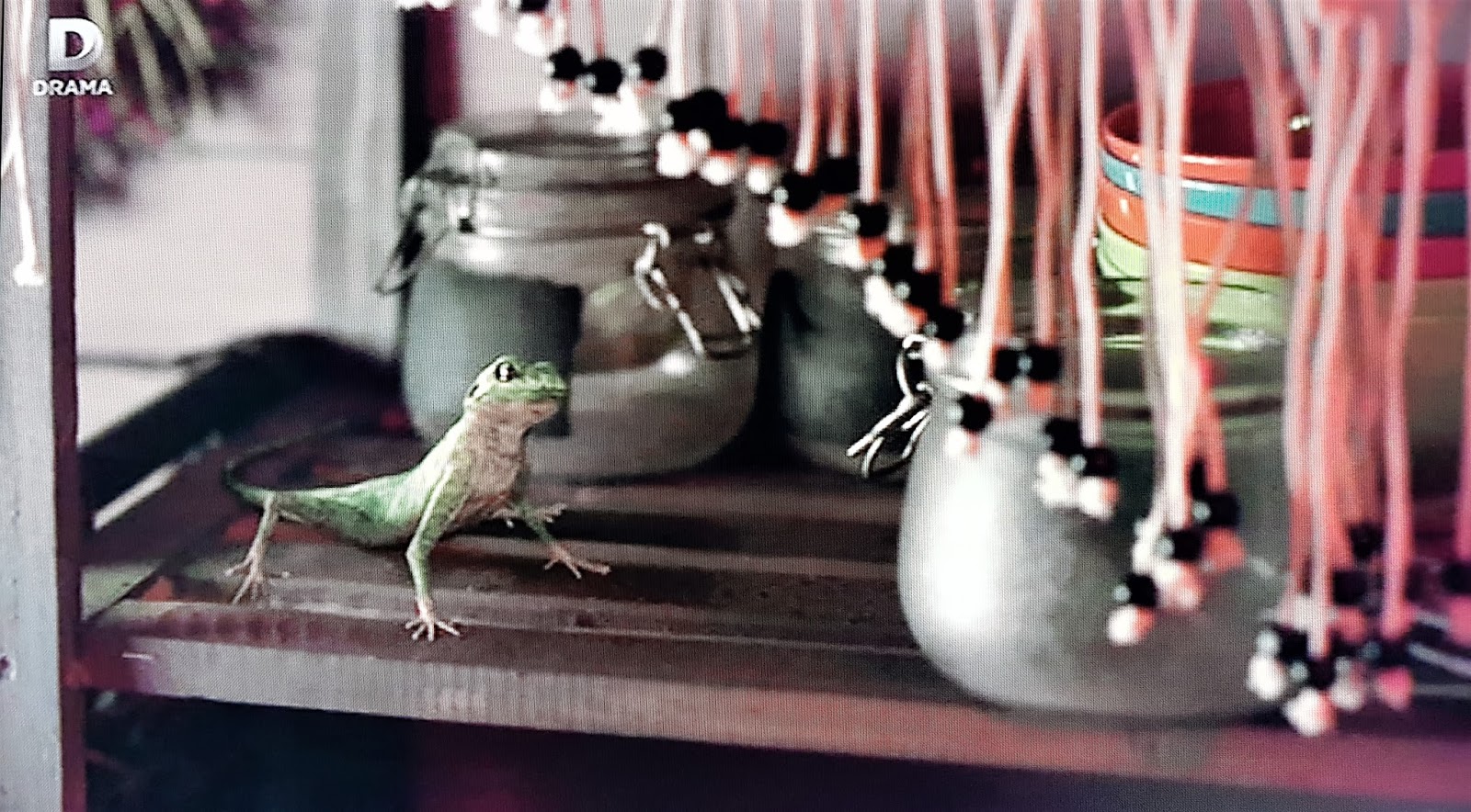 Lucy Melford: Harry the lizard