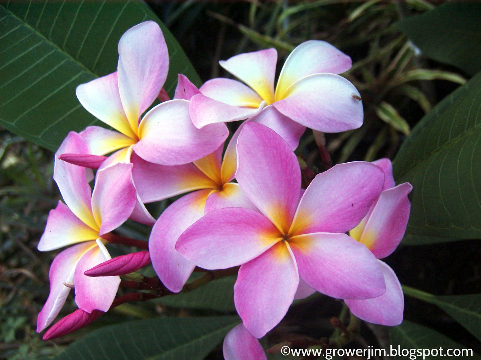 Garden Adventures: Plumeria rubra