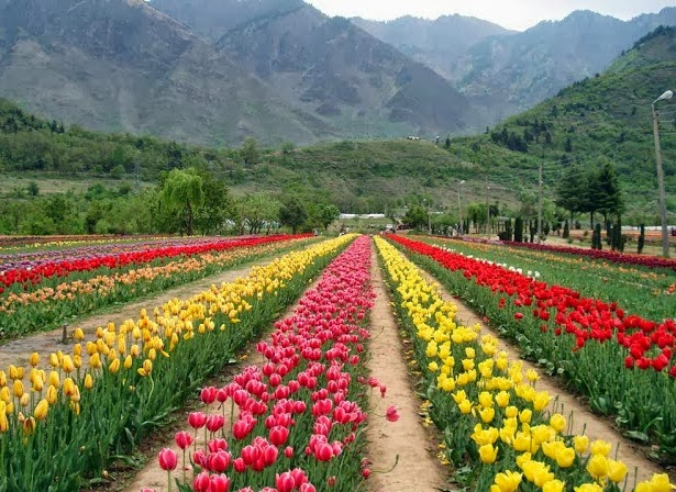 Erco Travels India: Gulmarg- A Heaven of Kashmir Valley