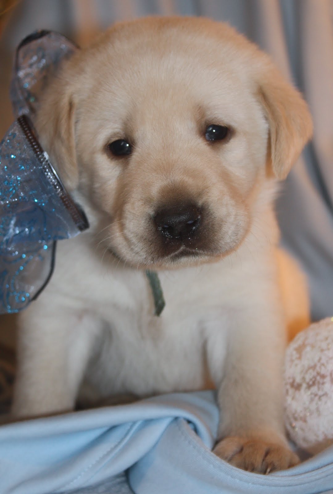 Maplewood Labradors: White Labrador Puppies!!!