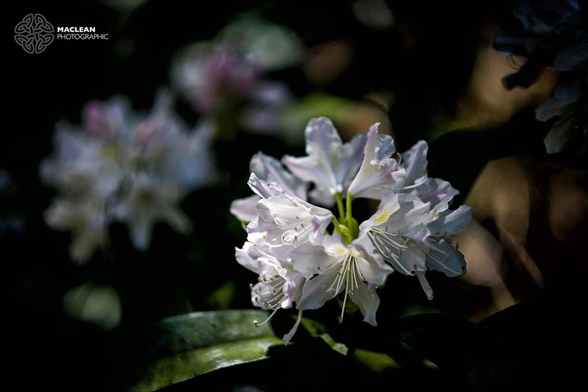 Rhododendron: The Beautiful Weed
